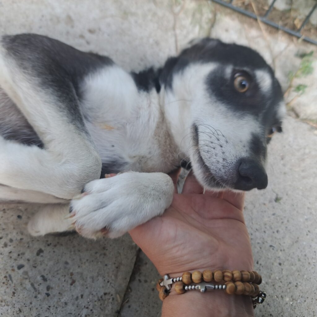 Tabitha - On Foster in the UK - DNV Save Animals | Saving Street Dogs ...